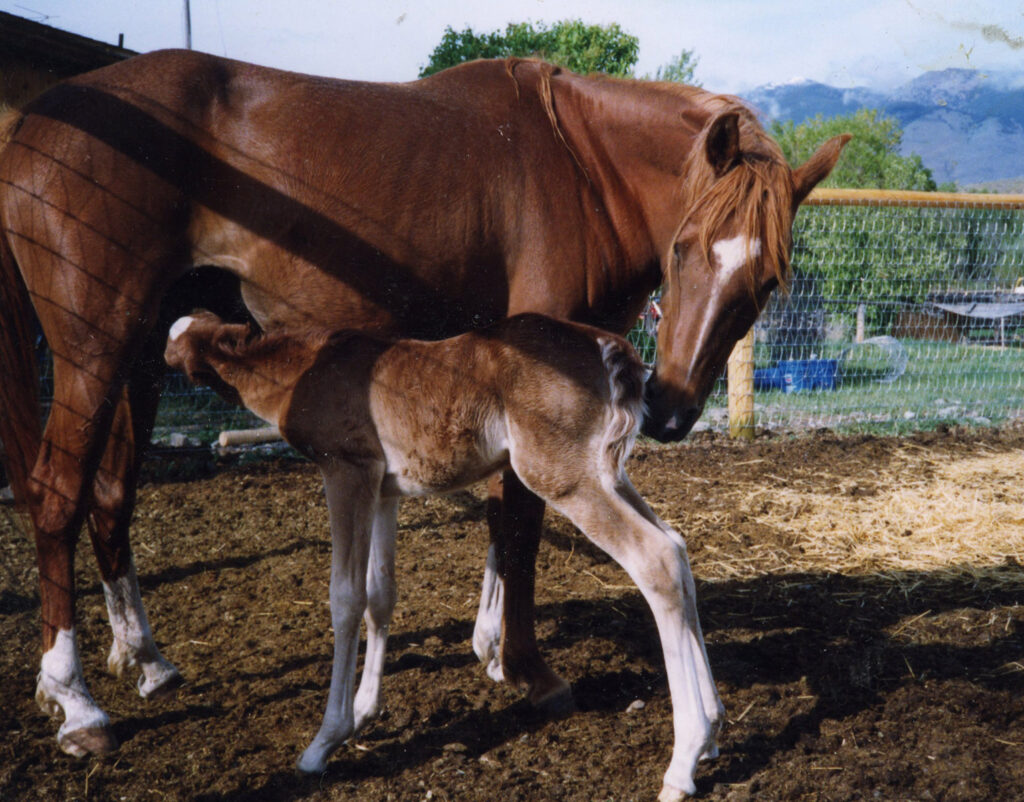 How are Foals Cared for at Birth? - Countryside